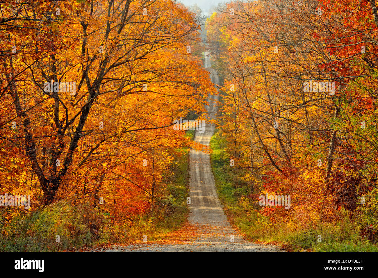 Maple trees overhanging Burnett's side road, Sheguiandah, Manitoulin ...