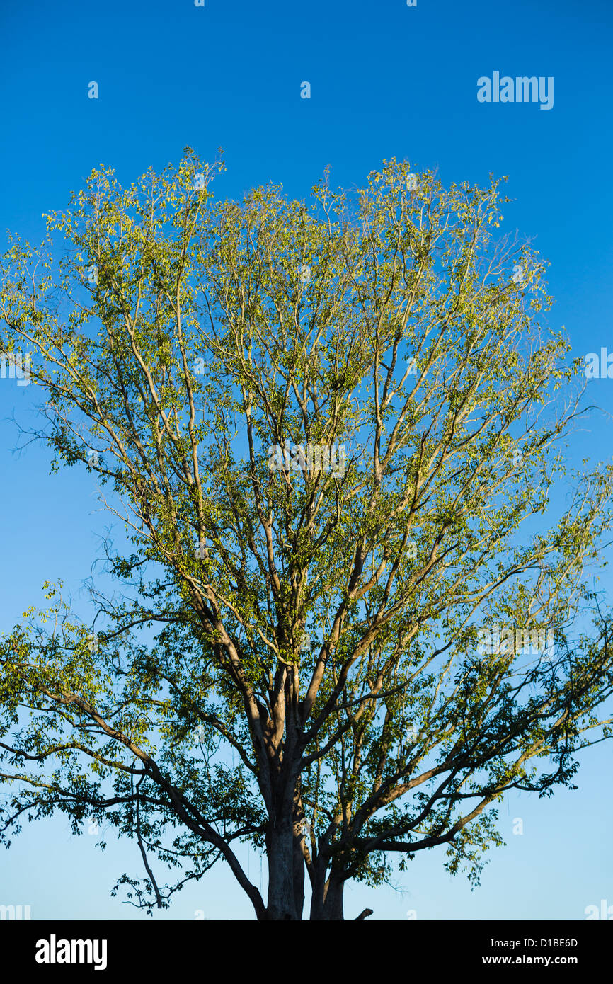 High tree hi-res stock photography and images - Alamy