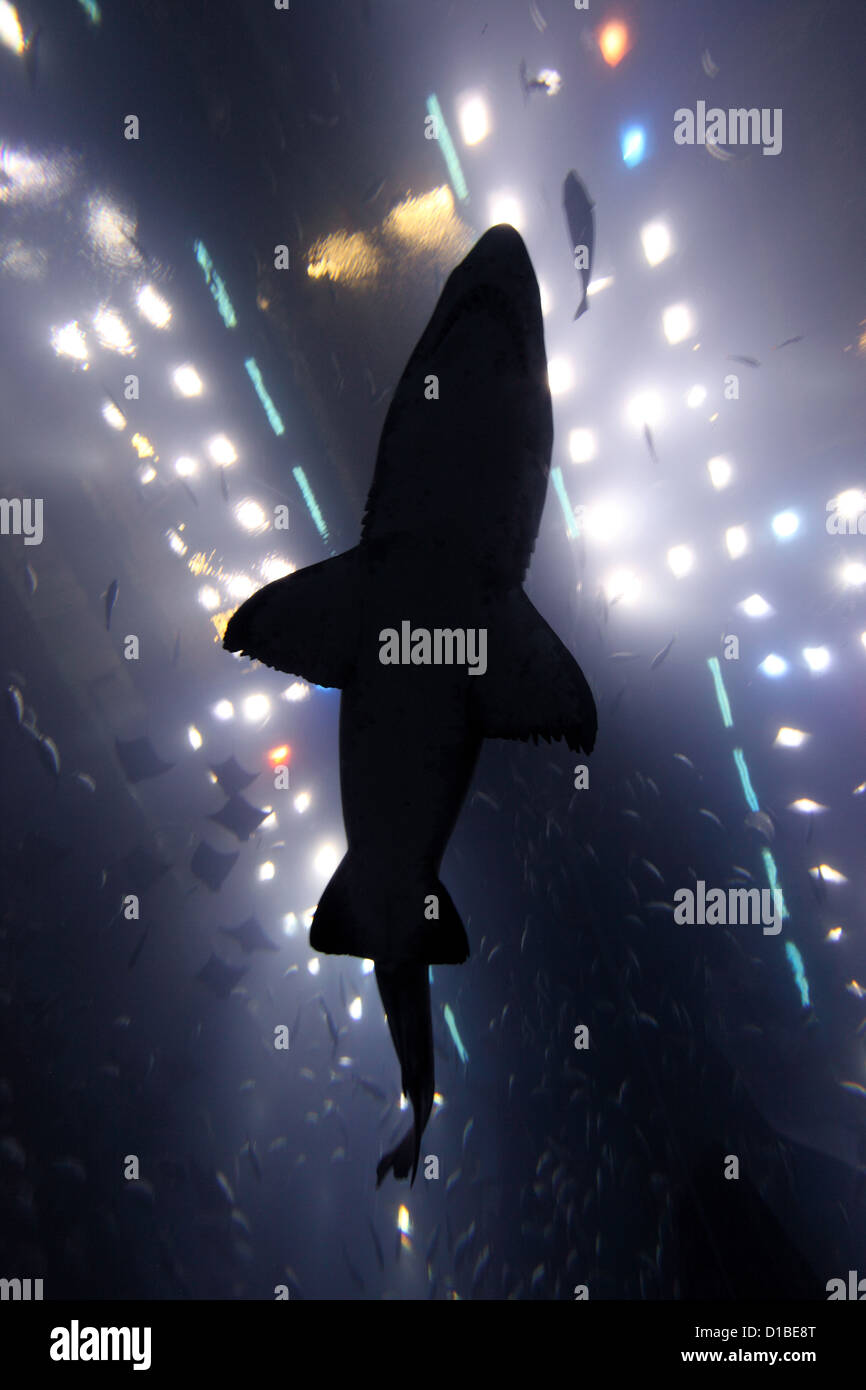 Dubai, United Arab Emirates, silhouette, shark aquarium in Dubai Mall ...
