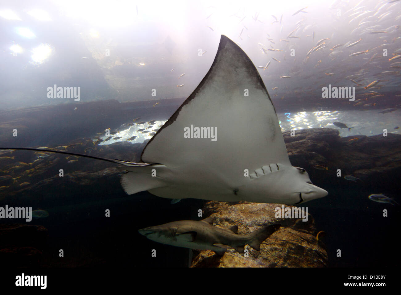 Stingrays underwater hi-res stock photography and images - Alamy