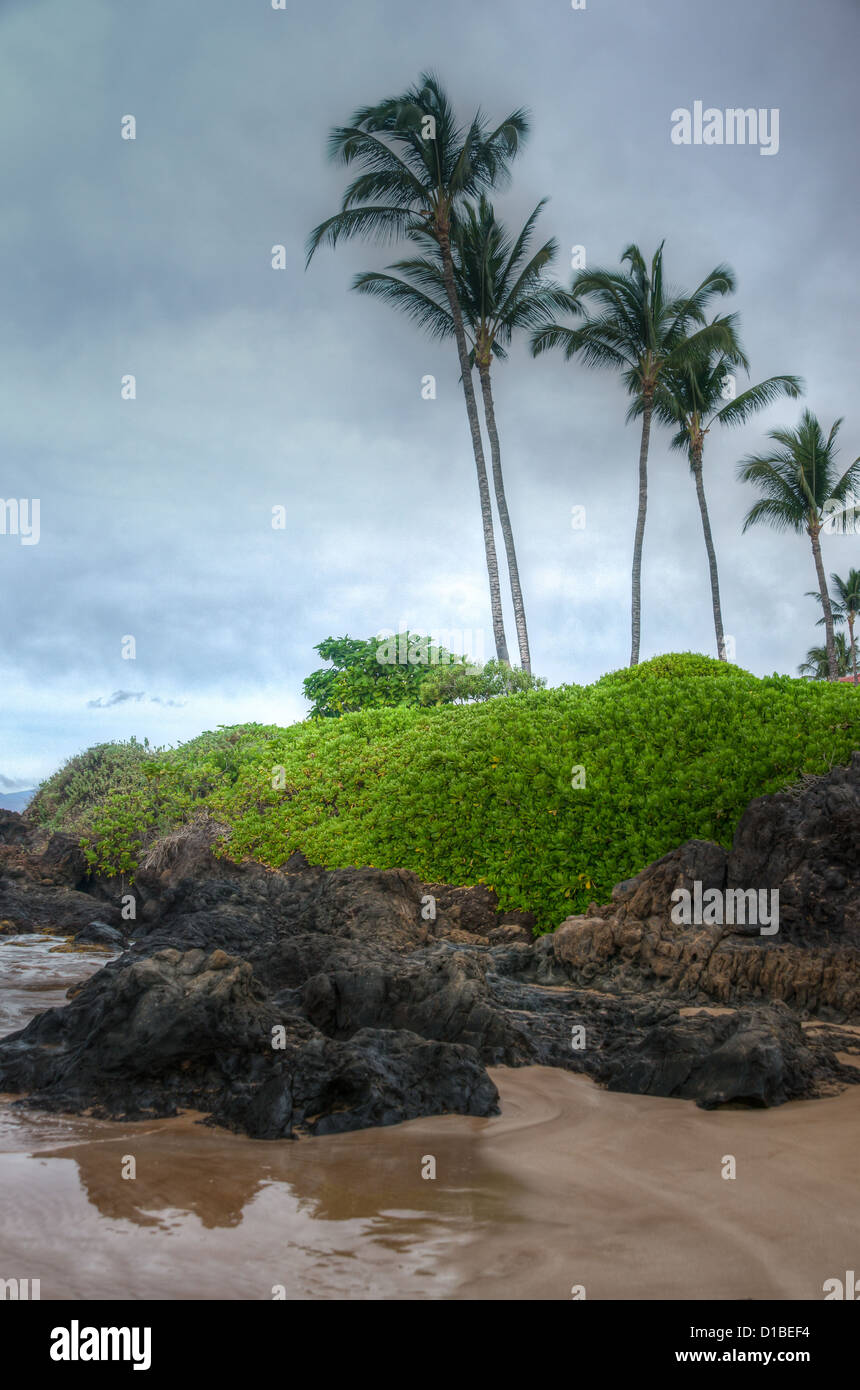 Rocky Maui shoreline with slow moving waves and palm trees in the ...