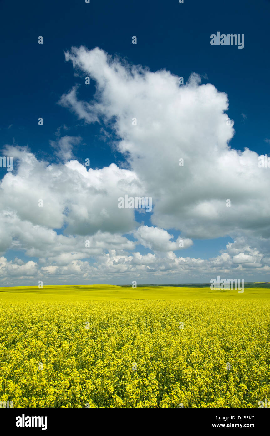 Canola Field Canada High Resolution Stock Photography and Images - Alamy