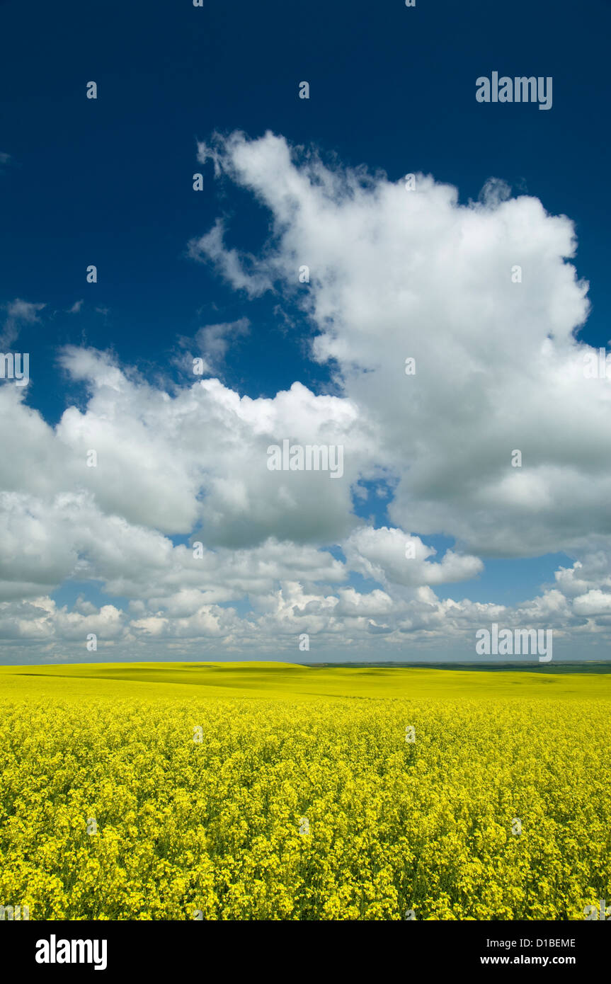 Canola in bloom hi-res stock photography and images - Alamy
