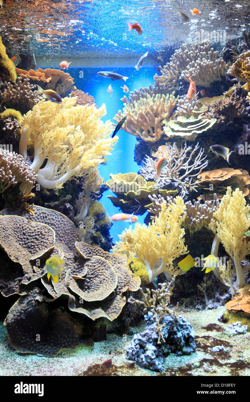 Oceanographic museum of Monaco, principality of Monaco, Monte Carlo ...