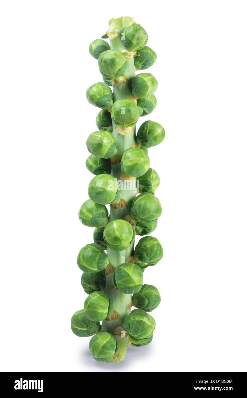 Brussels sprout stalk hi-res stock photography and images - Alamy