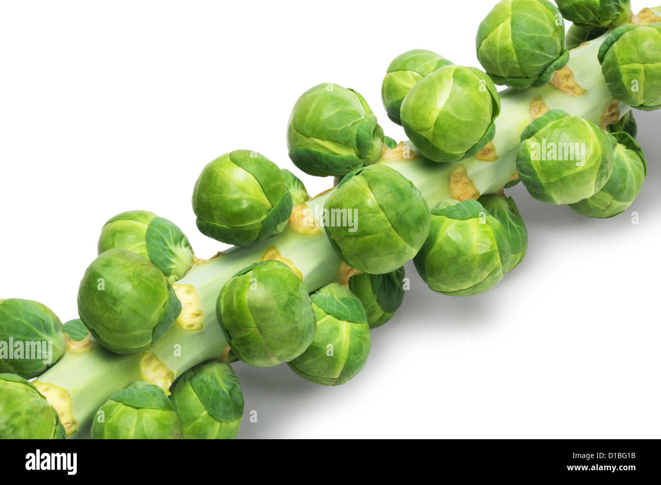 Sprouts - John Gollop Stock Photo - Alamy