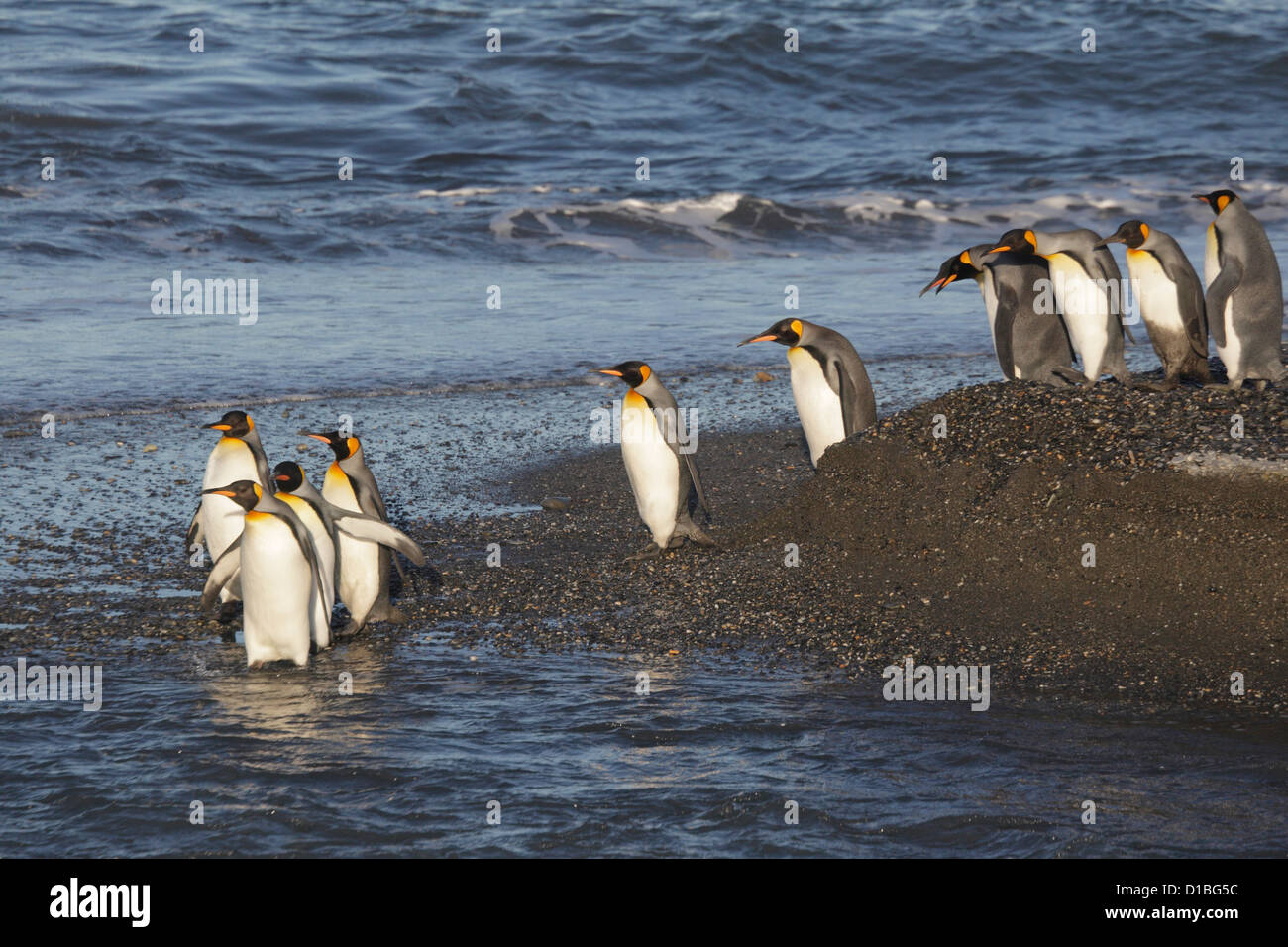 Adult King penguins crossing a river near the sea at St Andrews Bay ...