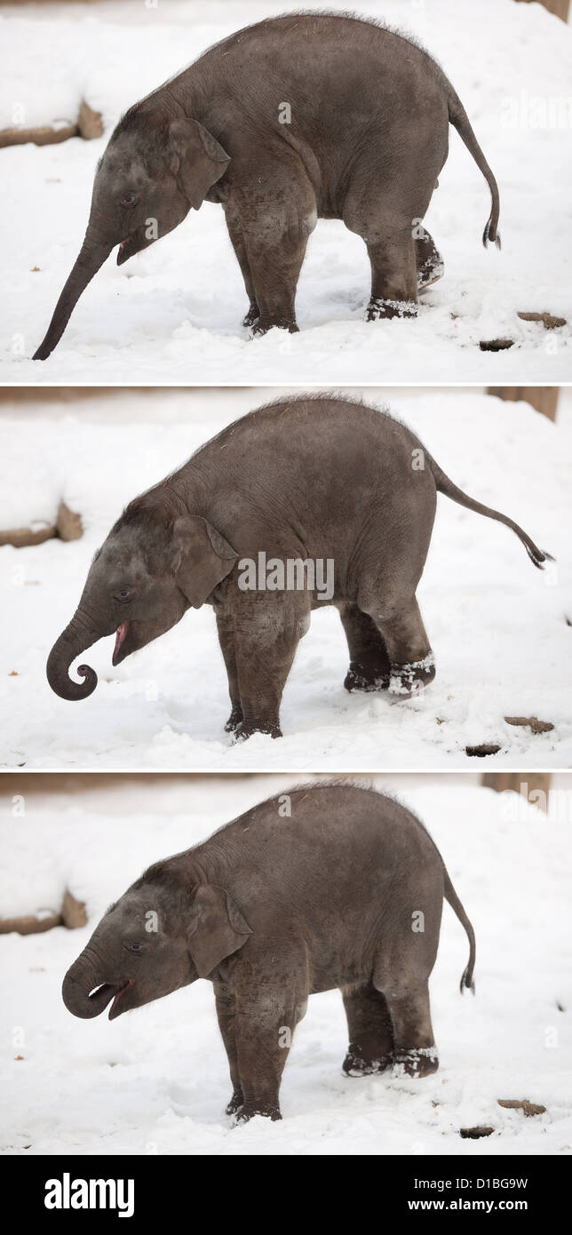 Elephant in zoo winter hi-res stock photography and images - Alamy