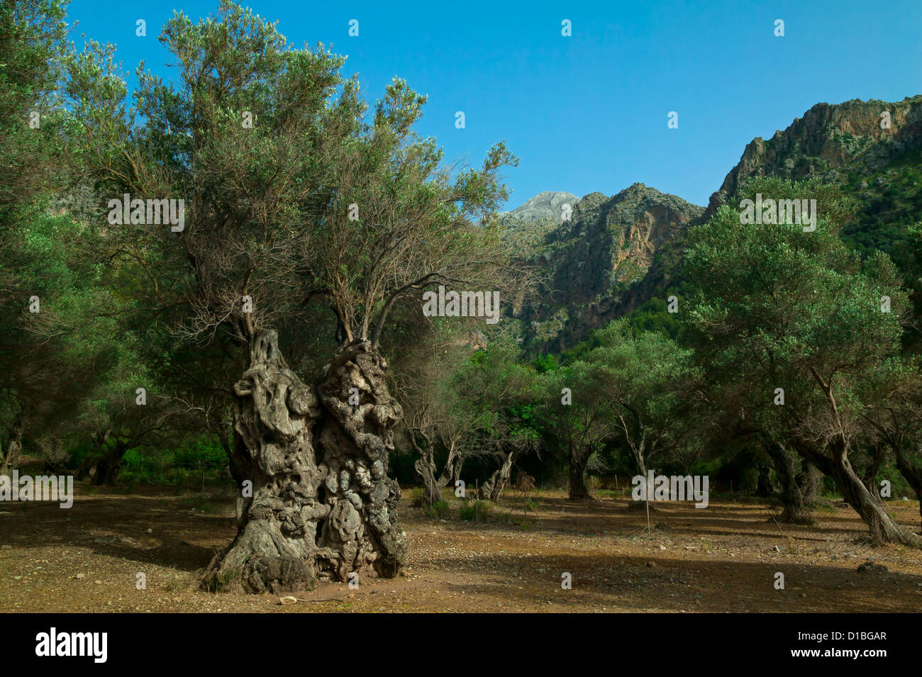 Olive Tree Palma High Resolution Stock Photography and Images - Alamy