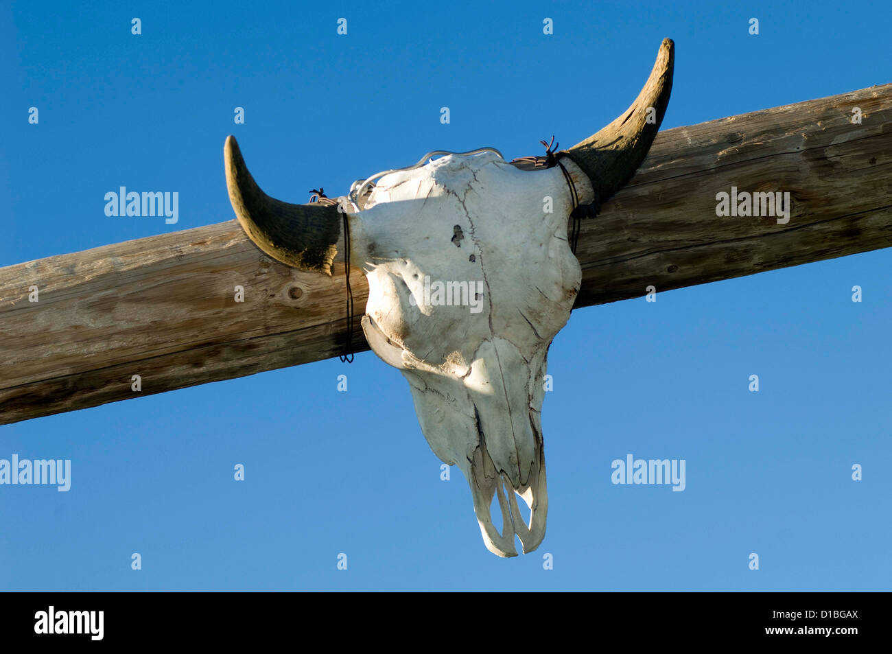 Longhorn Skull High Resolution Stock Photography and Images - Alamy