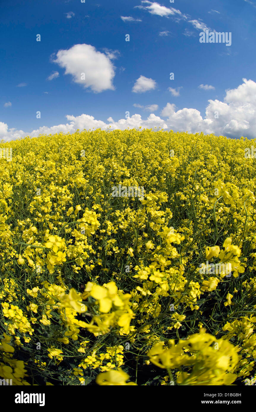 Canola field in bloom hi-res stock photography and images - Alamy