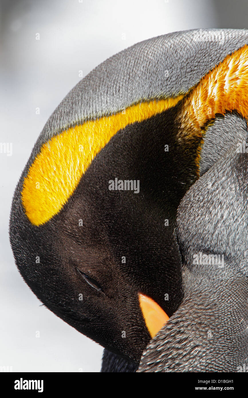 King penguin head hi-res stock photography and images - Alamy