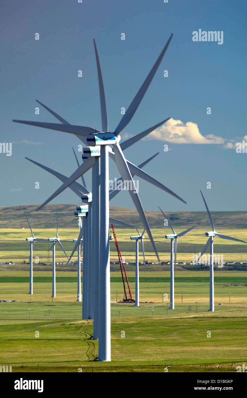 Cattle With Wind Turbines High Resolution Stock Photography and Images ...