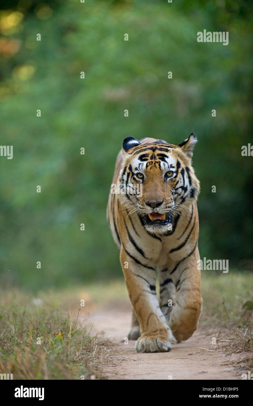 Dominant male bengal tiger walking hi-res stock photography and images ...