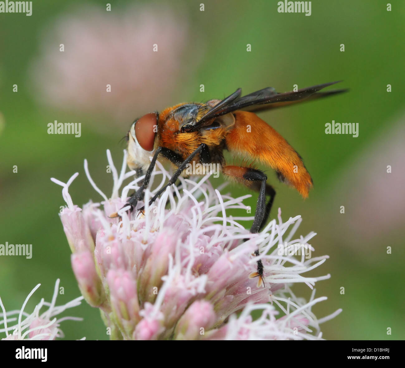 Macro image of a male Phasia hemiptera fly, an insect belonging to the ...