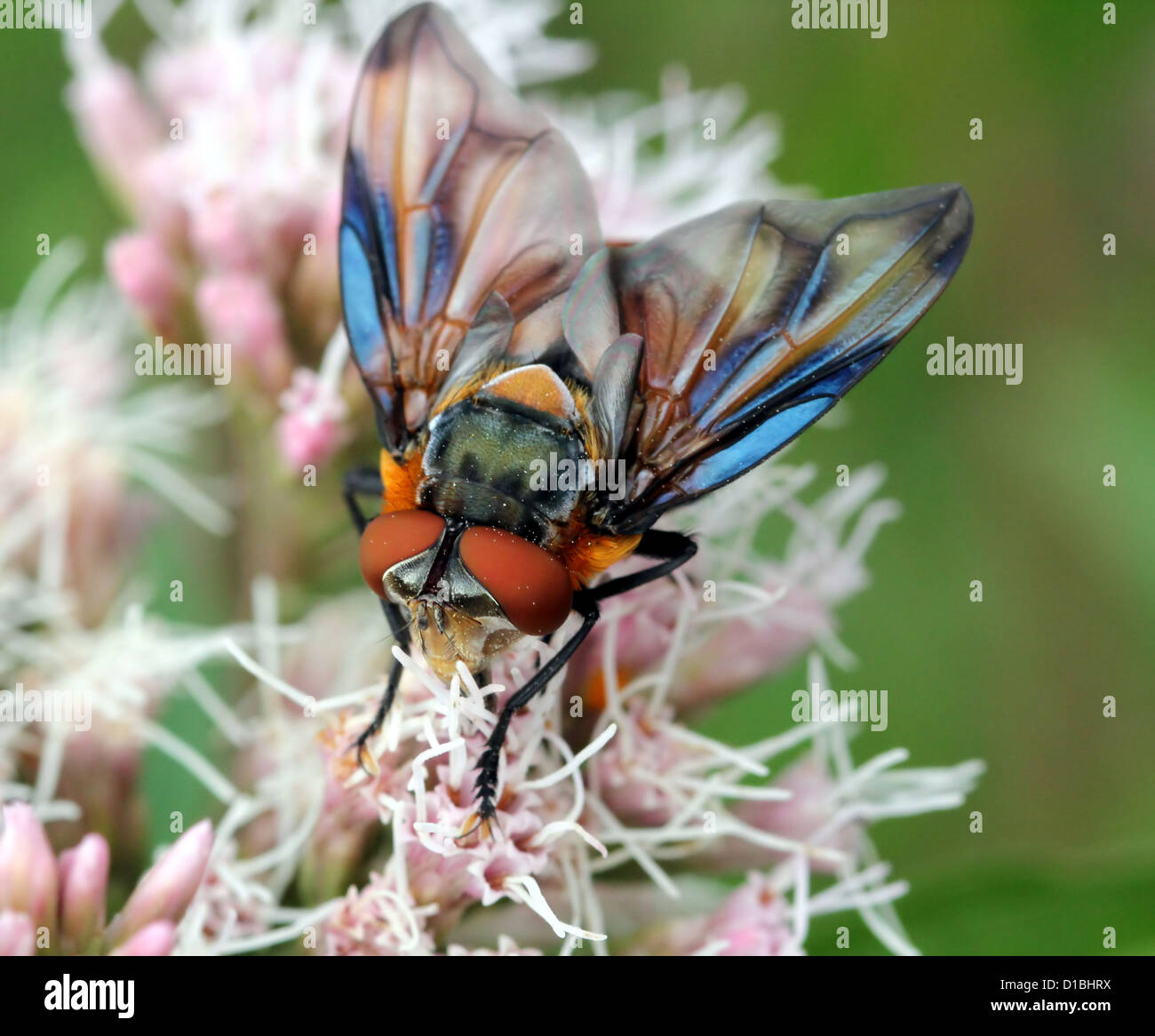 Hemiptera feeding hi-res stock photography and images - Alamy
