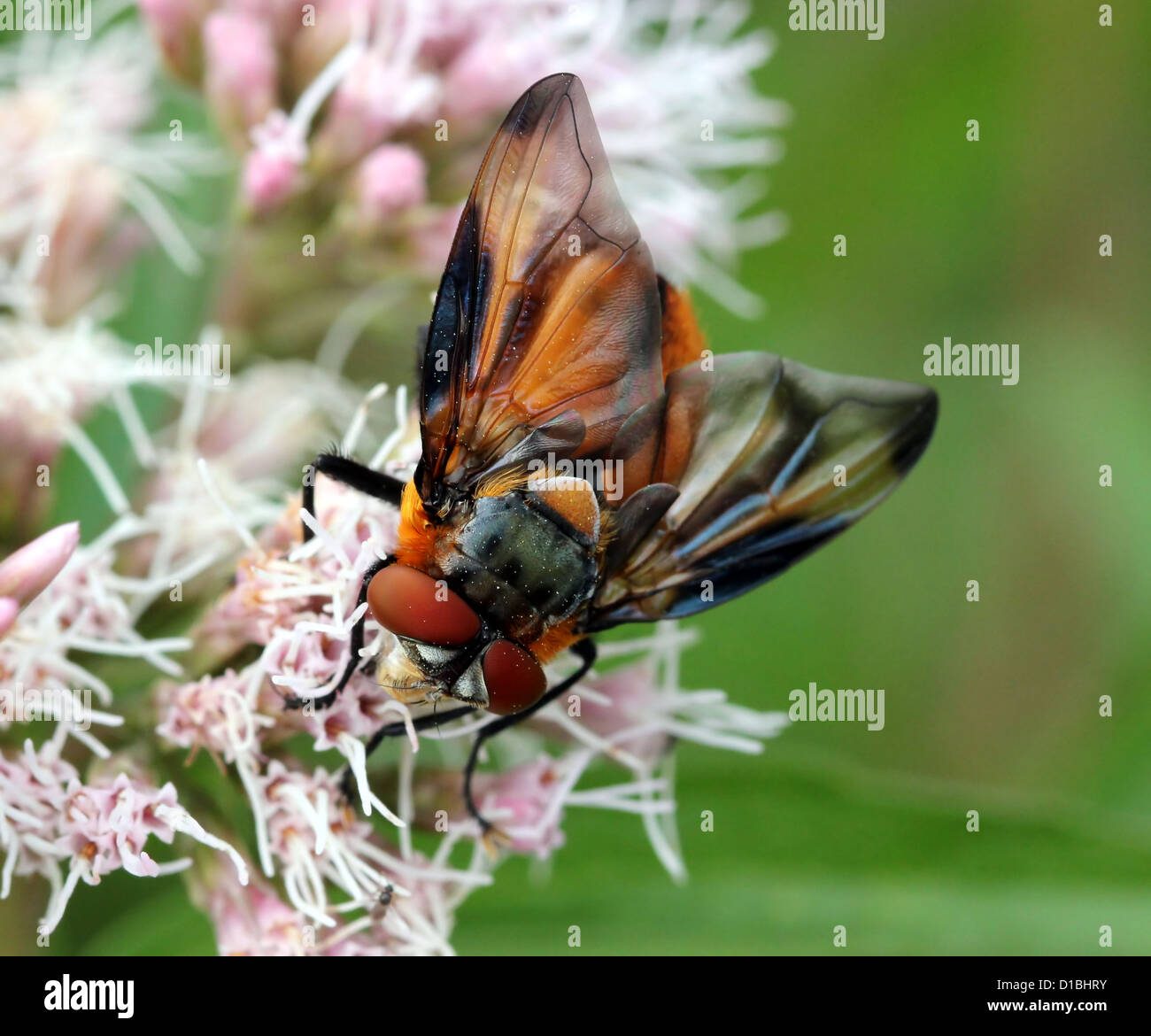 Phasia hemiptera hi-res stock photography and images - Alamy