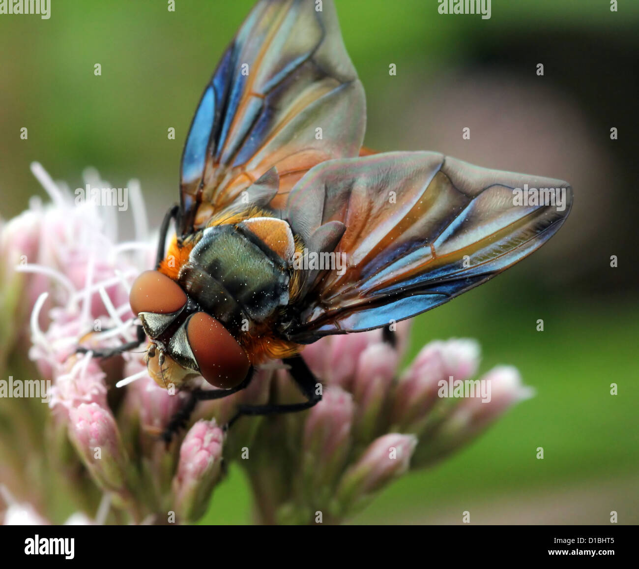 Hémiptère hi-res stock photography and images - Alamy