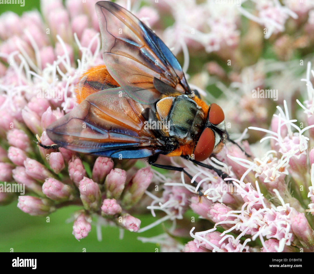 Macro image of a male Phasia hemiptera fly, an insect belonging to the ...
