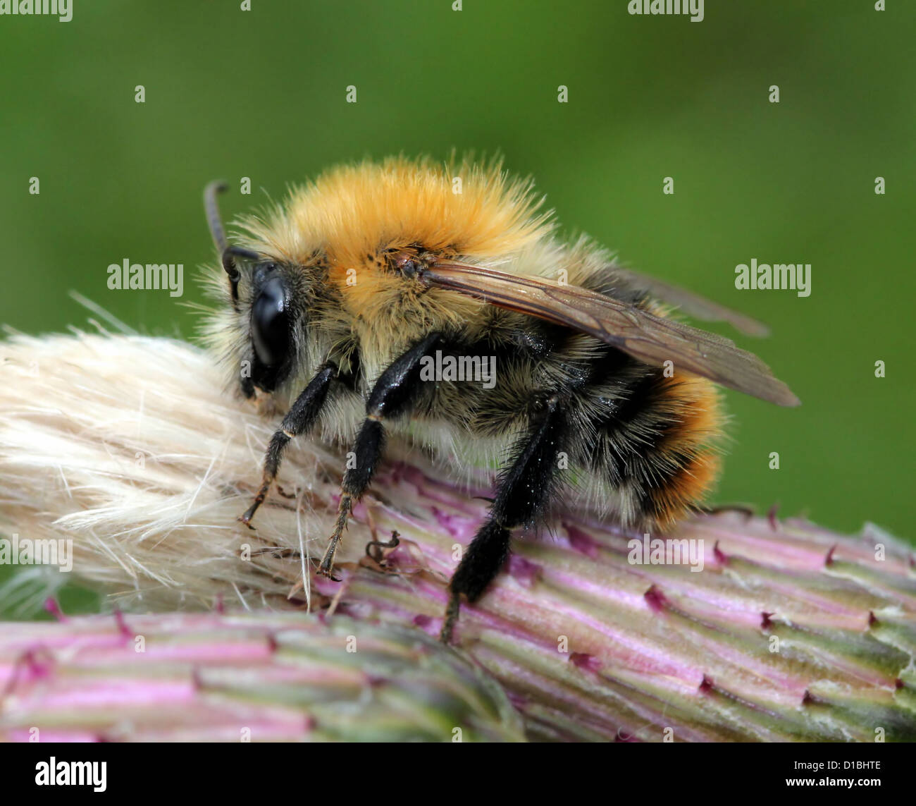 Detailed macro image of a Common Carder-bee (Bombus pascuorum), a large ...