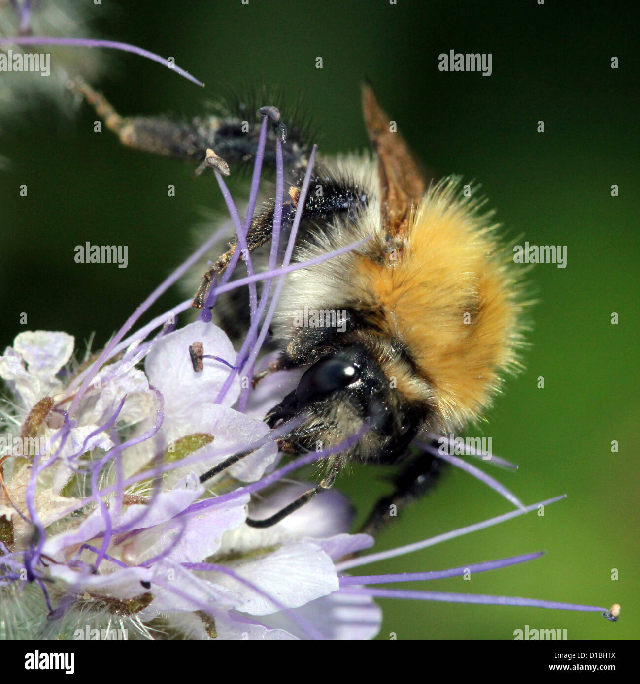 Large bumble bee variety hi-res stock photography and images - Alamy