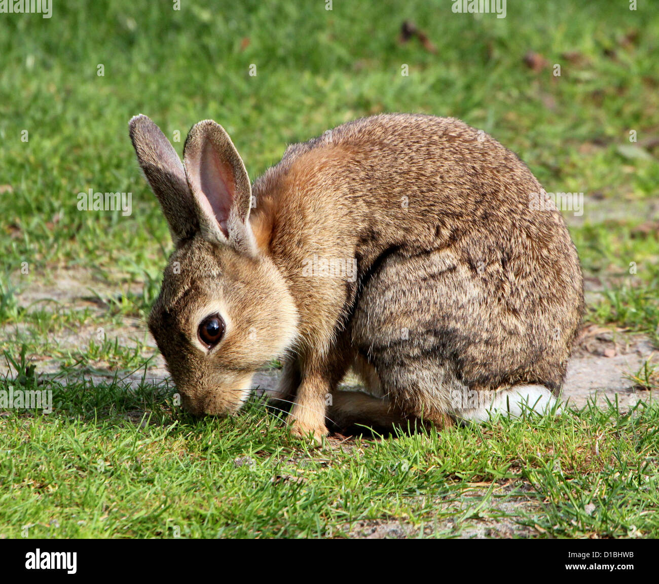 Detailed portrait of a wild rabbit (Oryctolagus cuniculus) eating grass ...