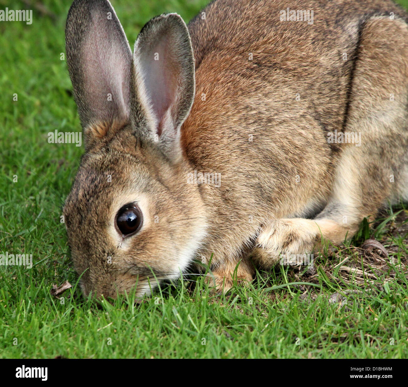 Conejo oryctolagus hi-res stock photography and images - Alamy