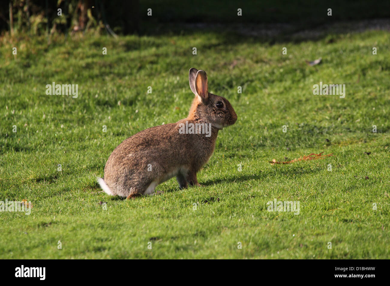 Wild rabbit detail hi-res stock photography and images - Alamy