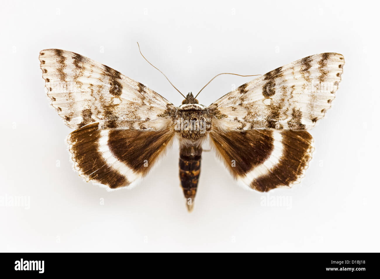 Moth isolated on white background, macro photo Stock Photo - Alamy