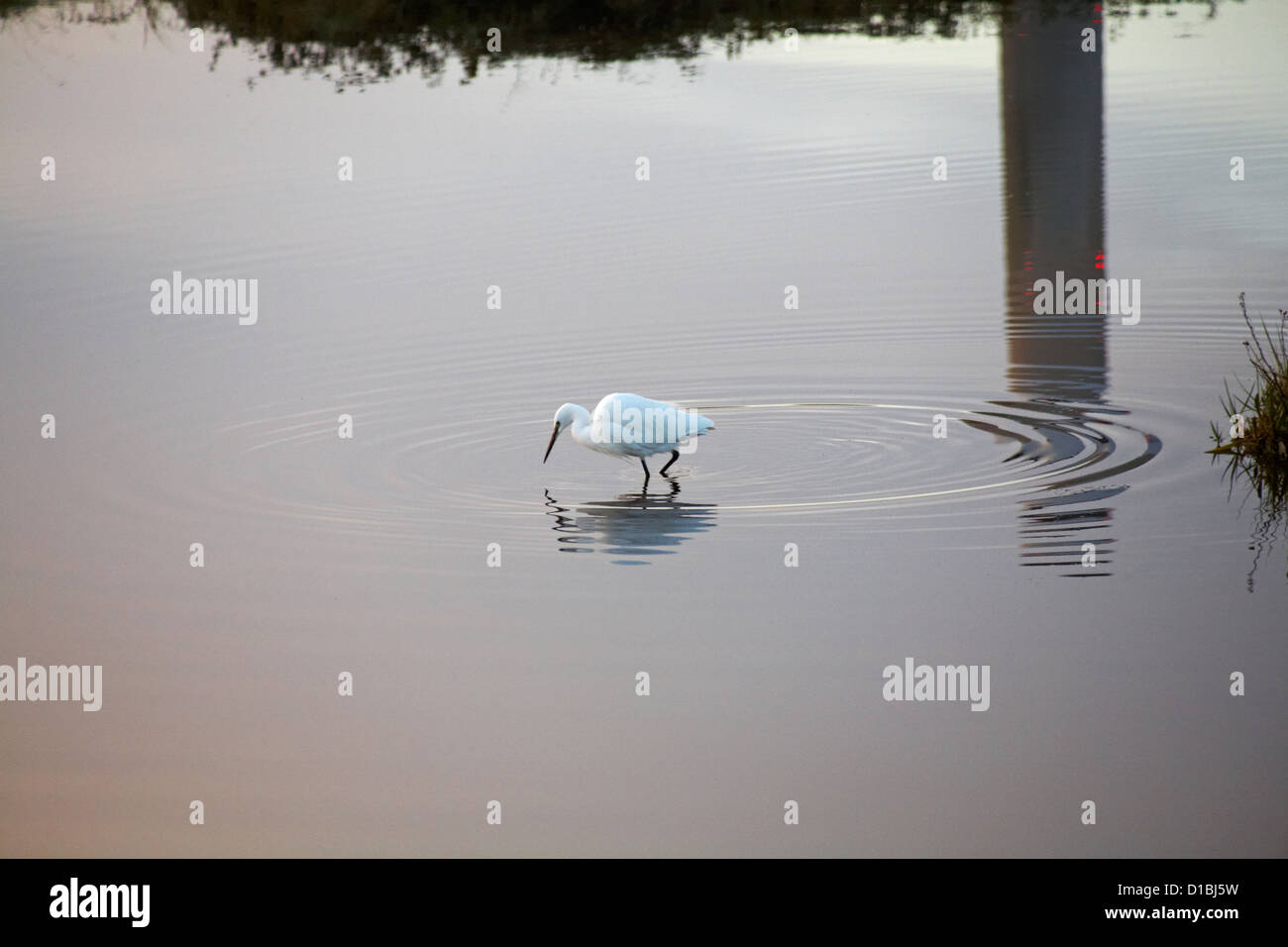 Little Egret (Egretta garzetta) looking for food in waters at Calshot ...
