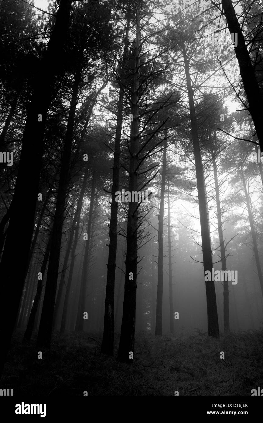 Forest view Black and White Stock Photos & Images - Alamy