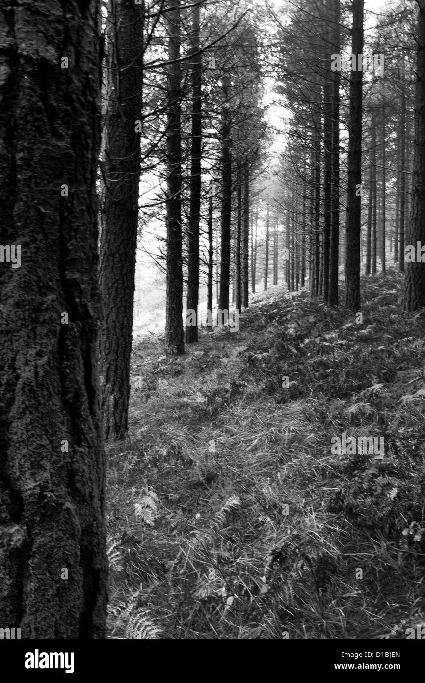 Forest view Black and White Stock Photos & Images - Alamy