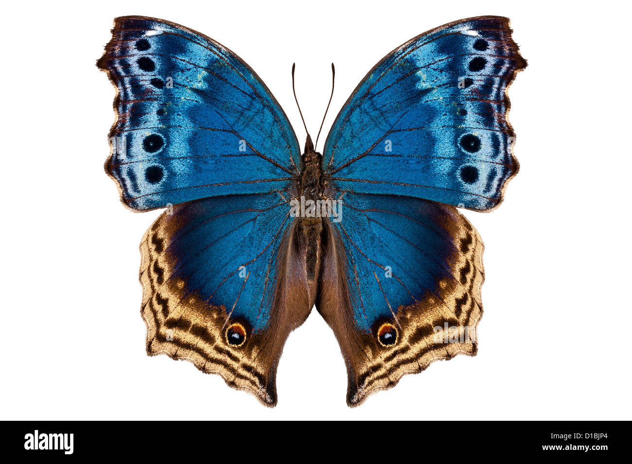 Butterfly species Salamis temora "Mother-of-Pearls butterfly Stock ...