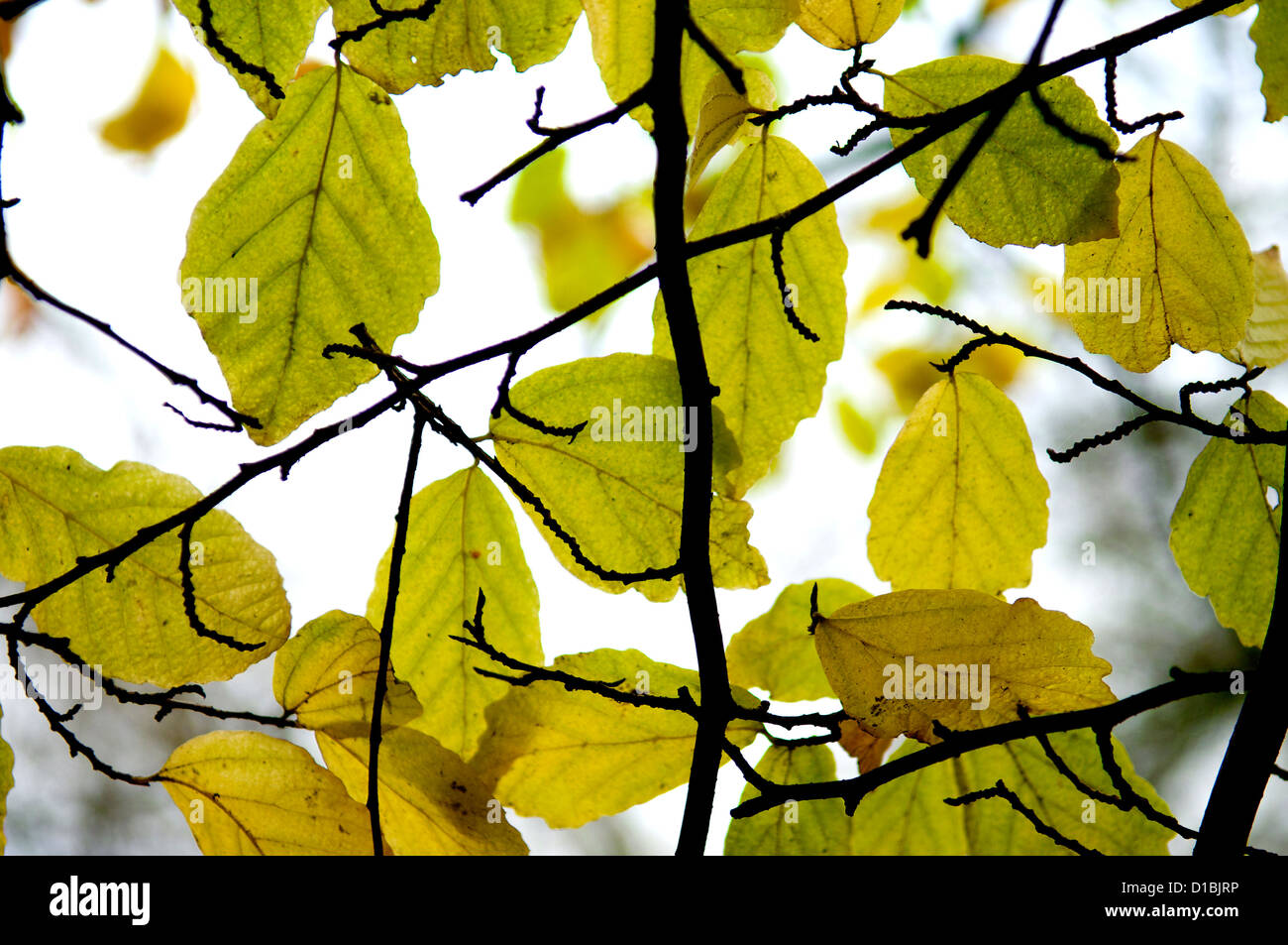 Leaves ready to fall off tree branches in autumn Stock Photo - Alamy