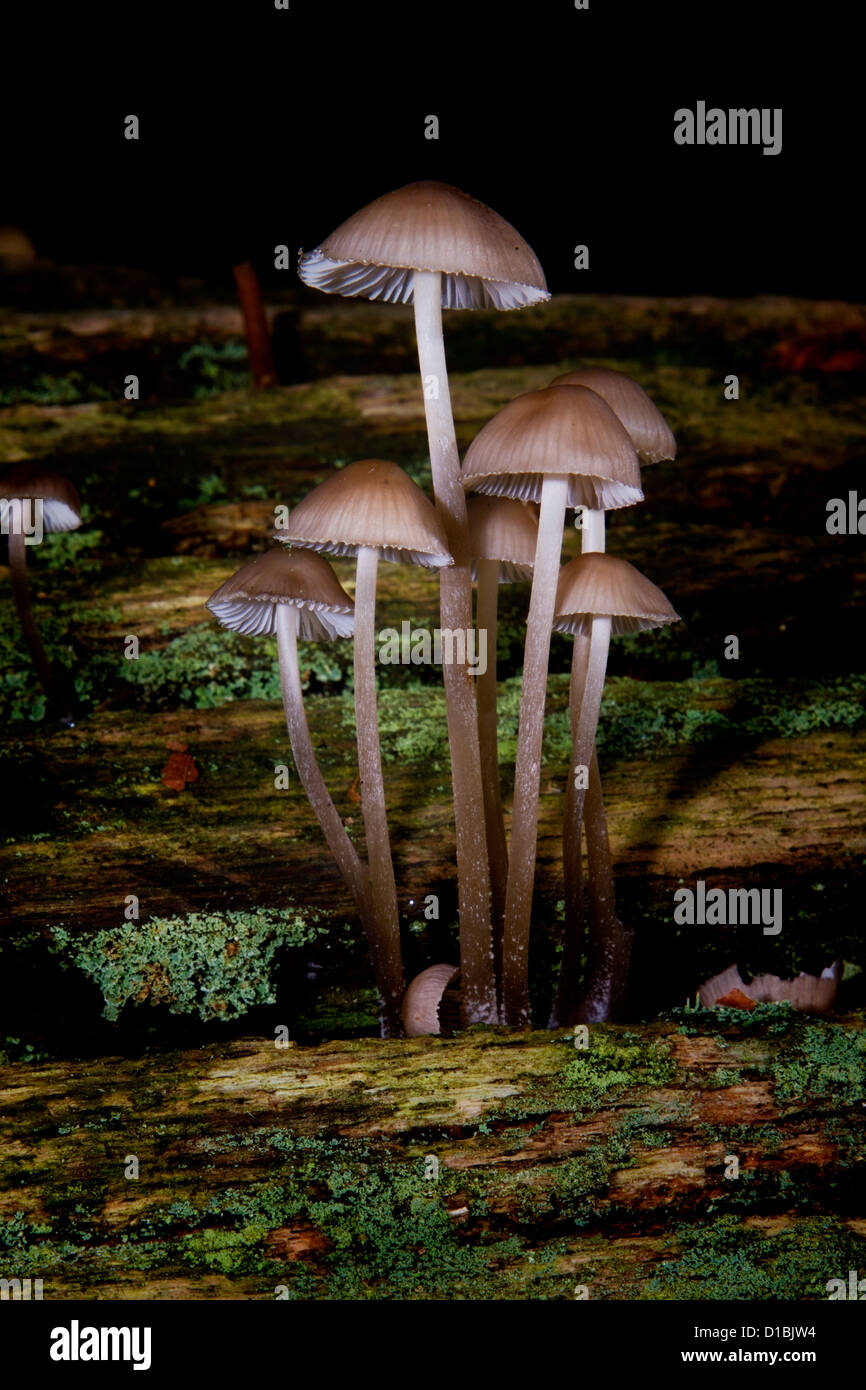 Autumn fungi in the New Forest, Hampshire, England, UK Stock Photo - Alamy