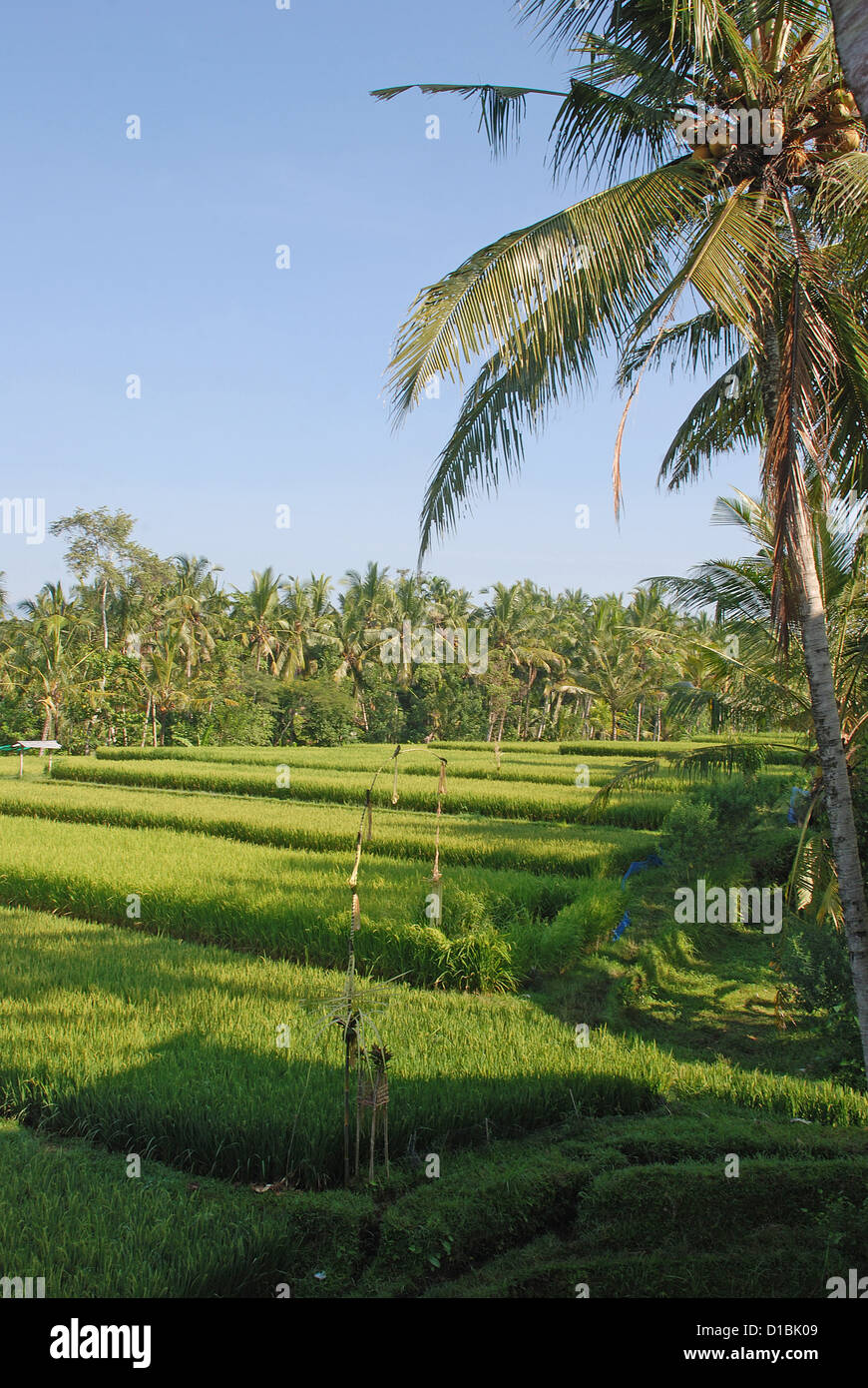 Terraced Rice fields on the indonesian island of Bali. Indonesia ...