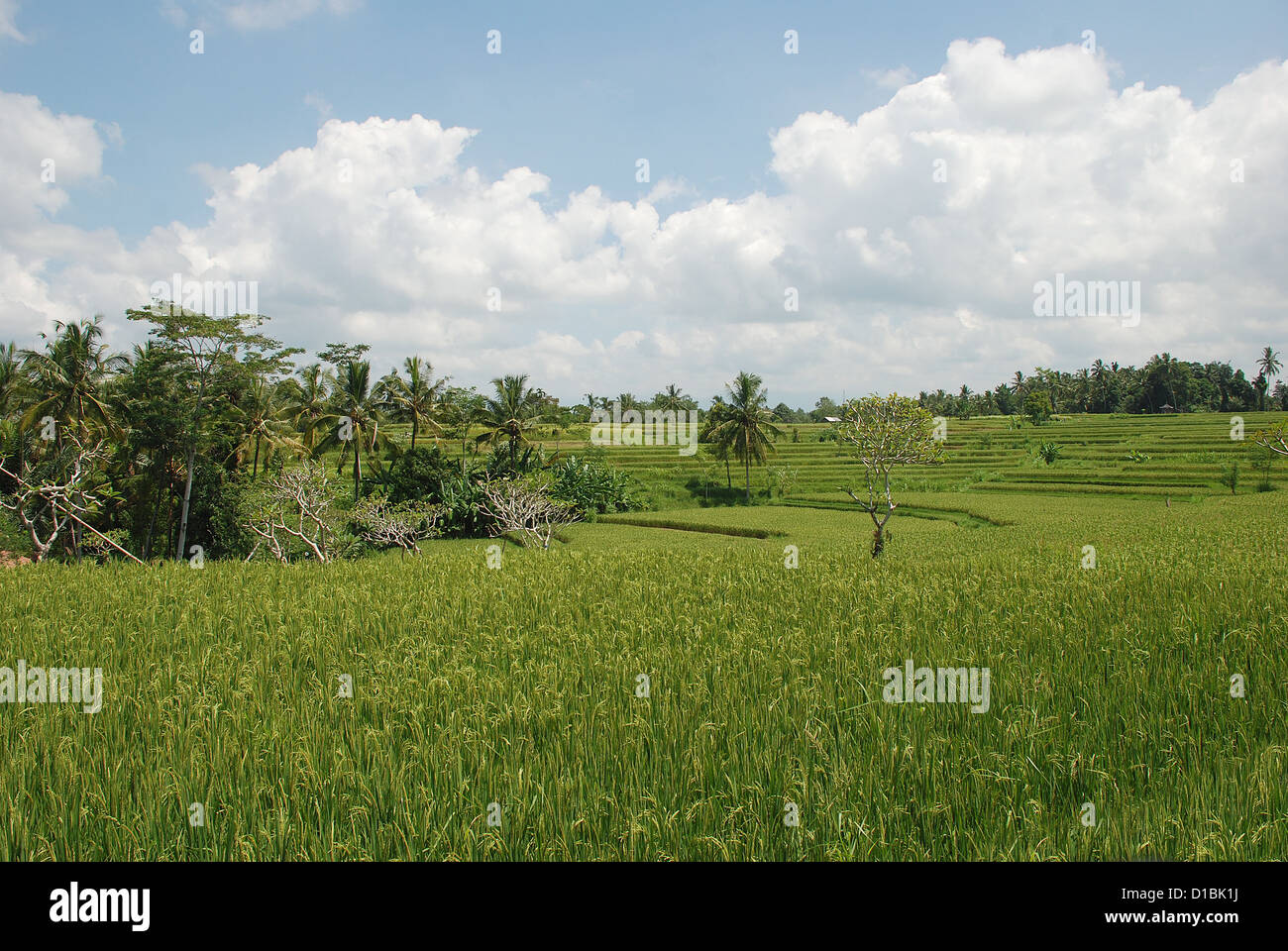 Rice field on the indonesian island of Bali. Indonesia, Southeast Asia ...