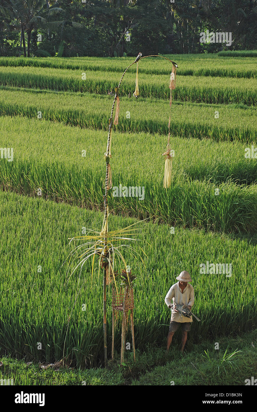 Bali rice production hi-res stock photography and images - Alamy