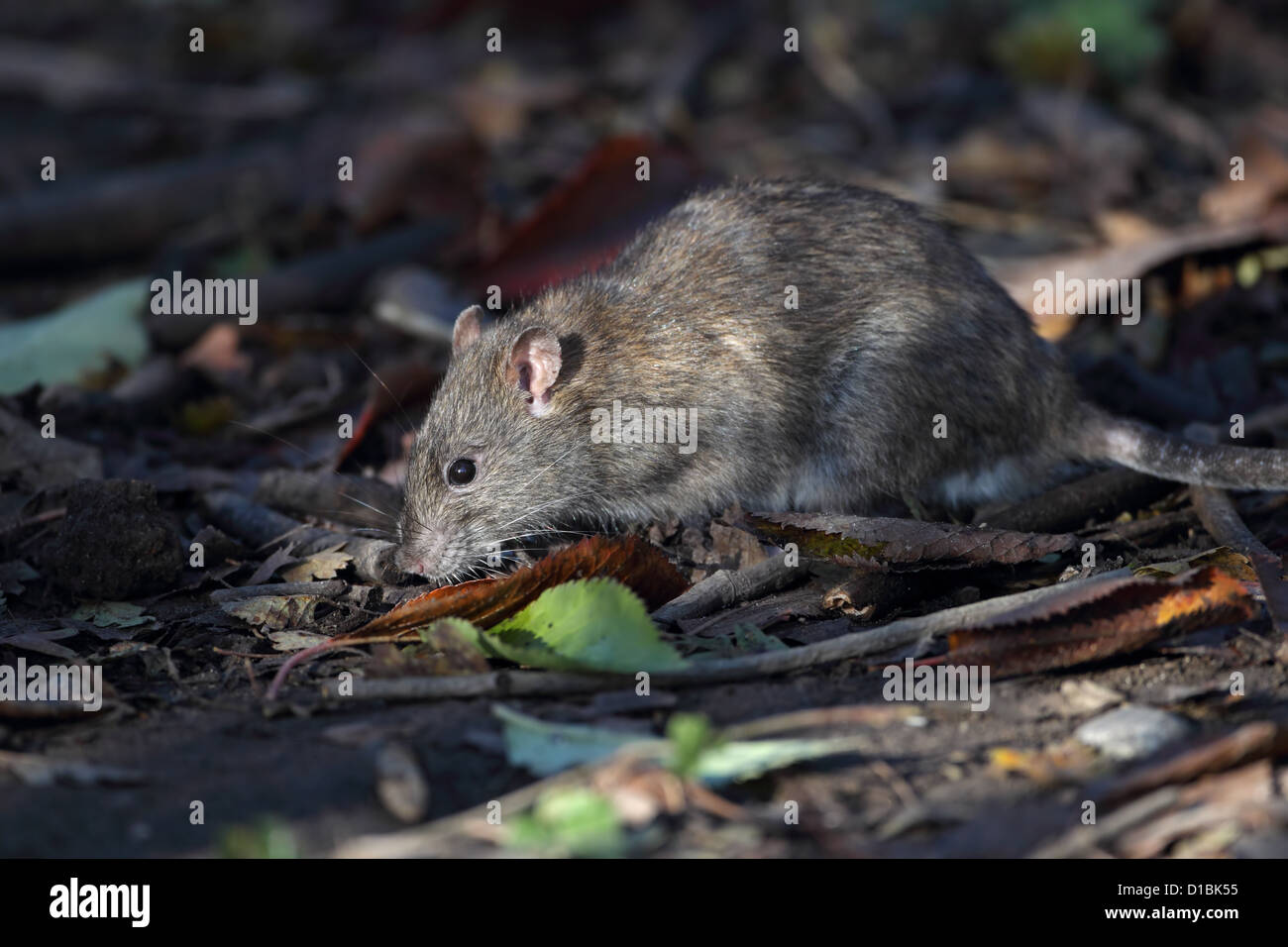 Brown Common Sewer Hanover Norway Norwegian Wharf Rat (Rattus ...