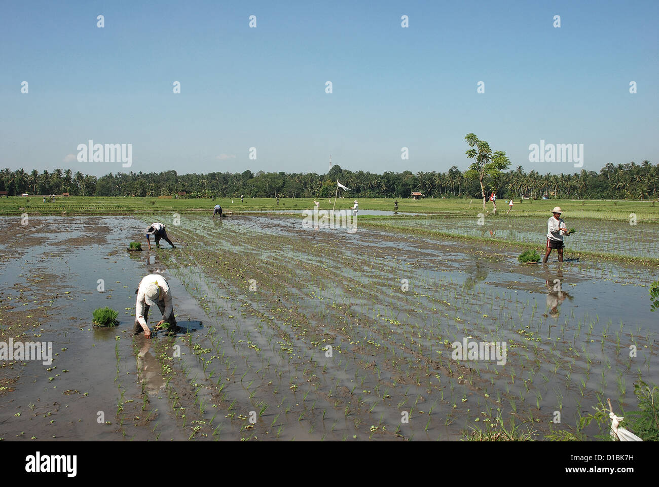 Worker at a rice field planting rice, Bali Indonesia, Southeast Asia ...