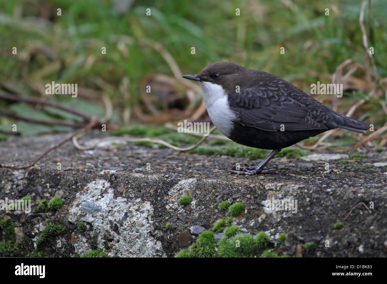 Black-bellied Dipper (Cinclus cinclus cinclus Stock Photo - Alamy
