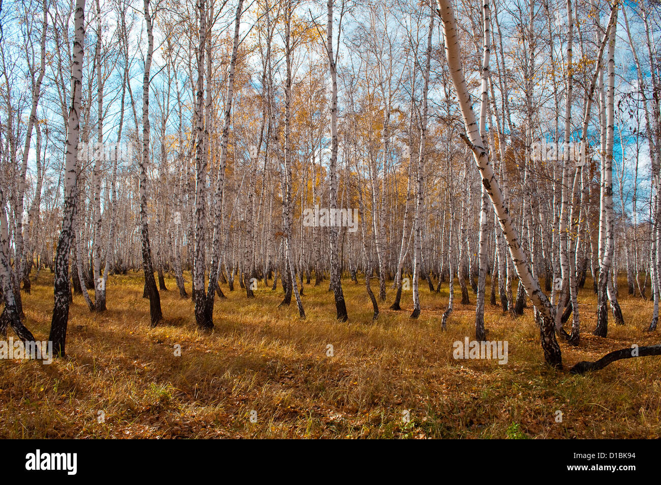 birch wood by autumn, russian nature Stock Photo - Alamy