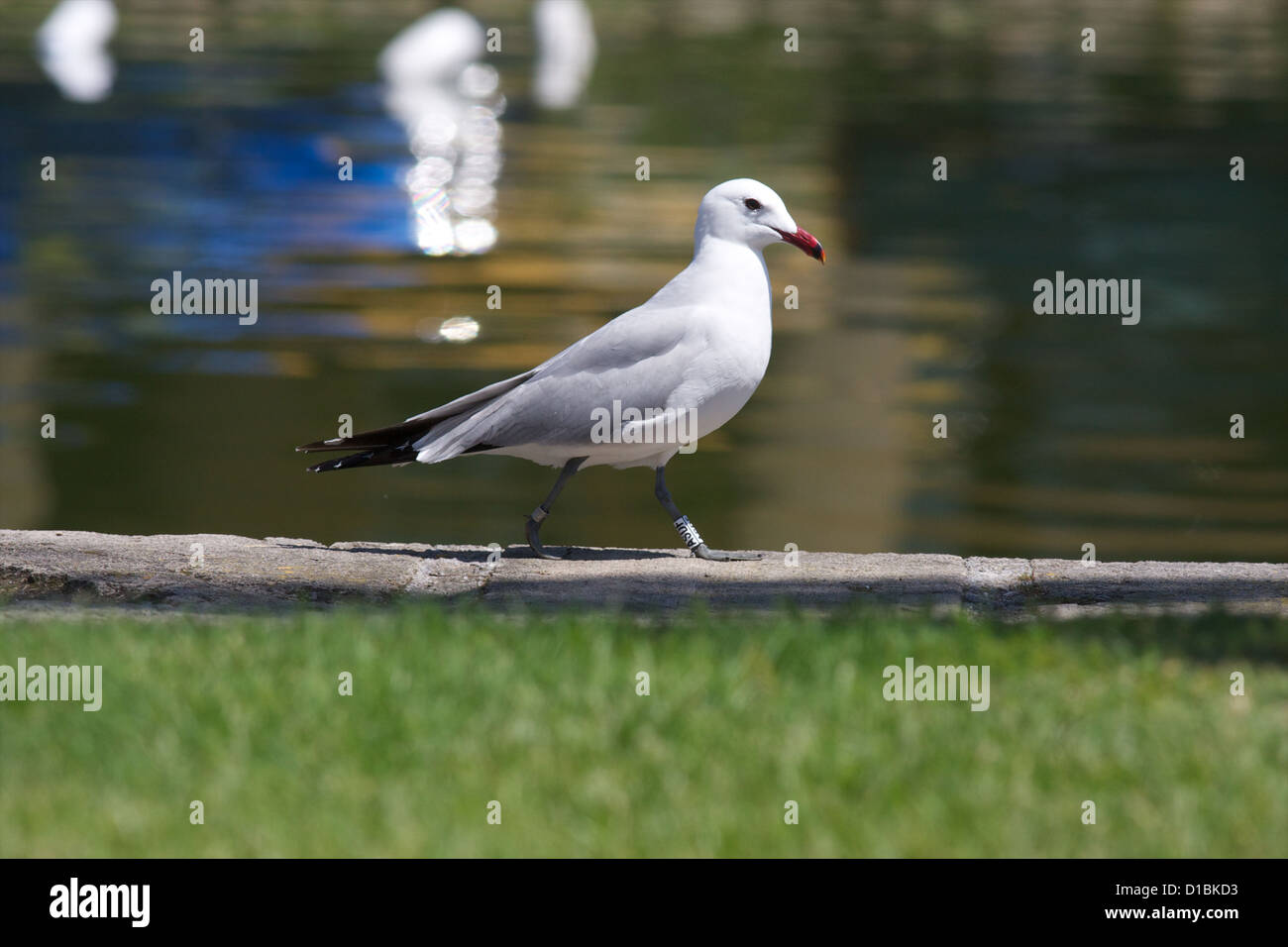 Darvic ring hi-res stock photography and images - Alamy