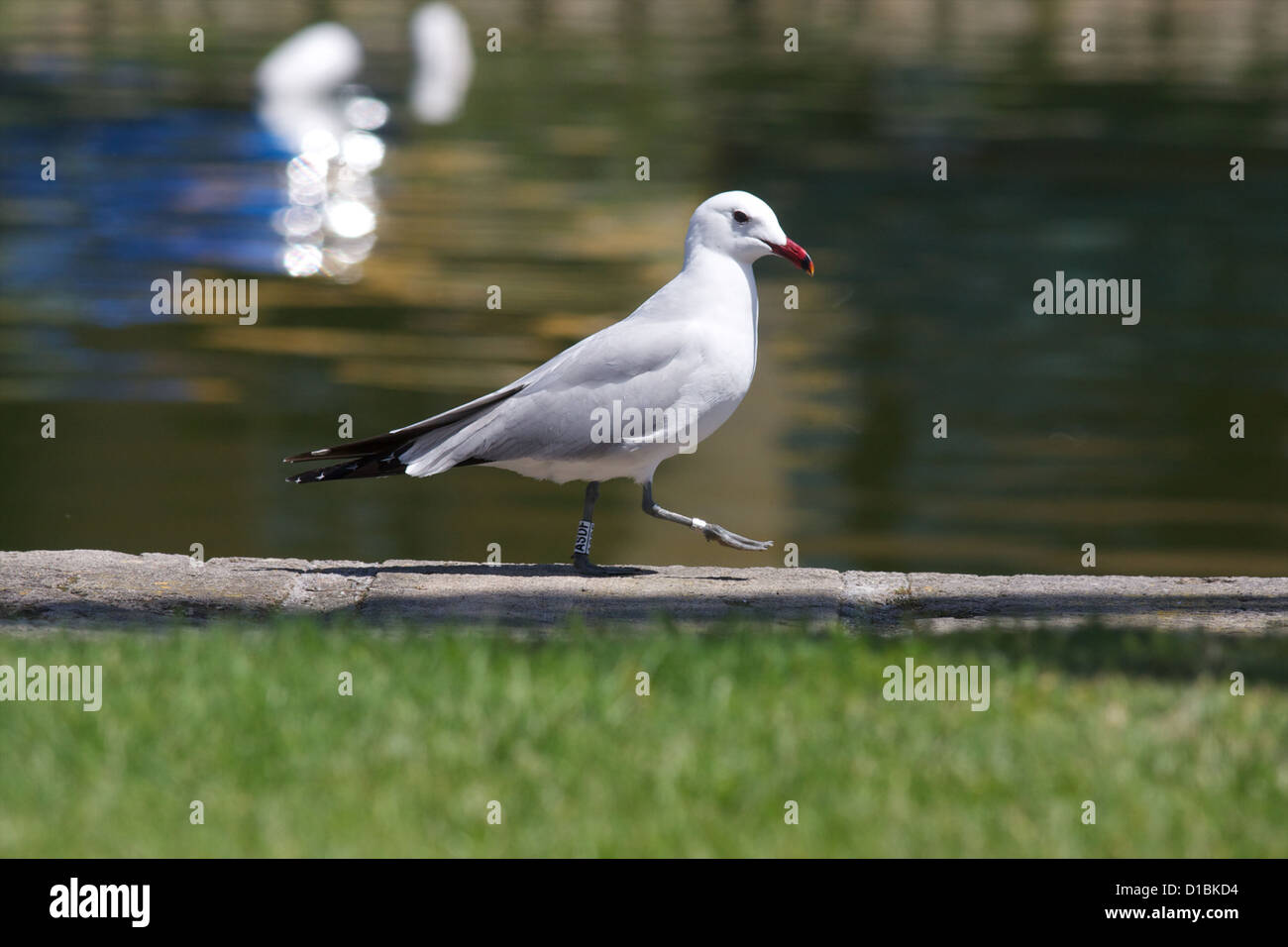 Darvic ring hi-res stock photography and images - Alamy