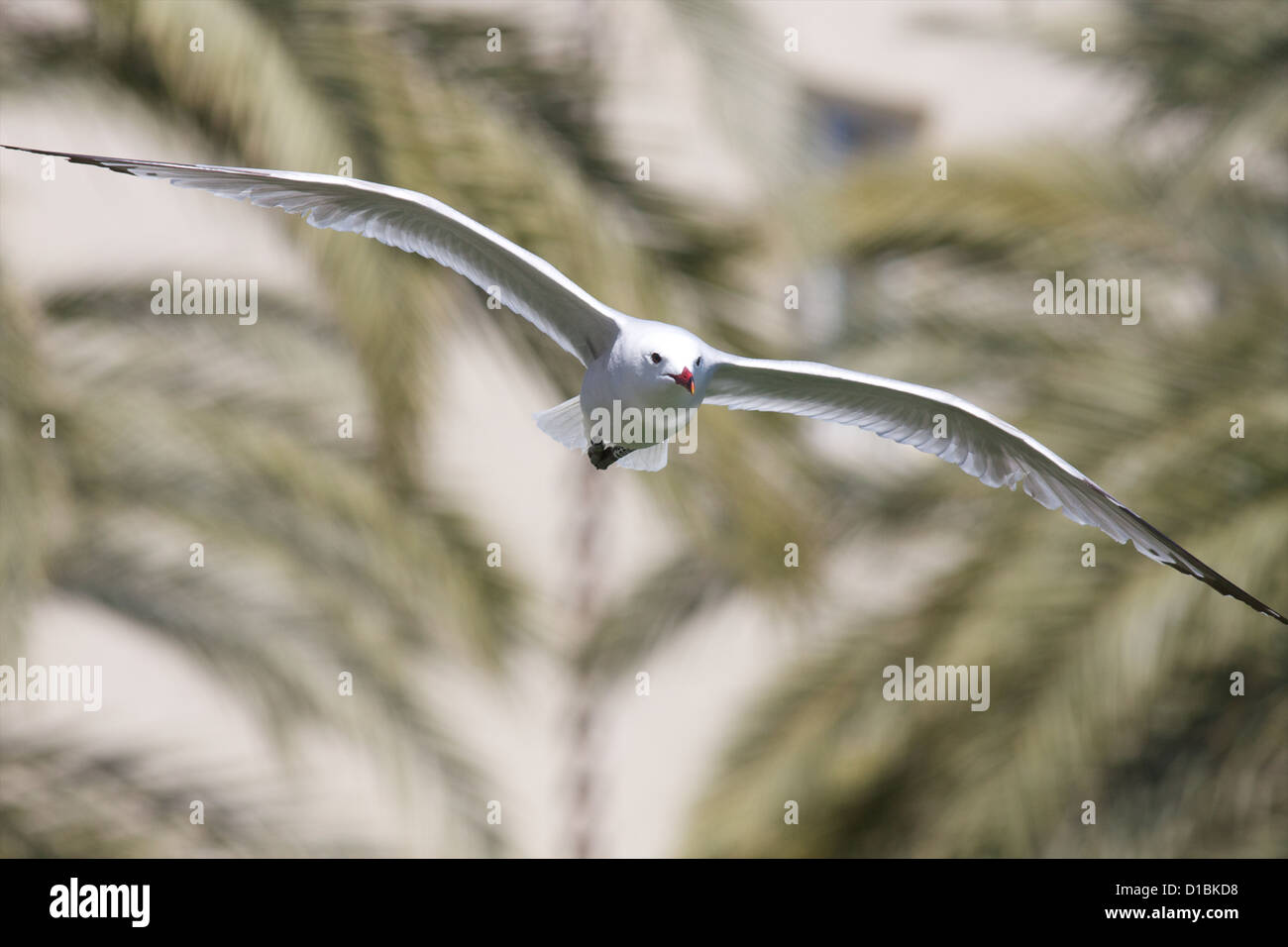 Darvic ring hi-res stock photography and images - Alamy