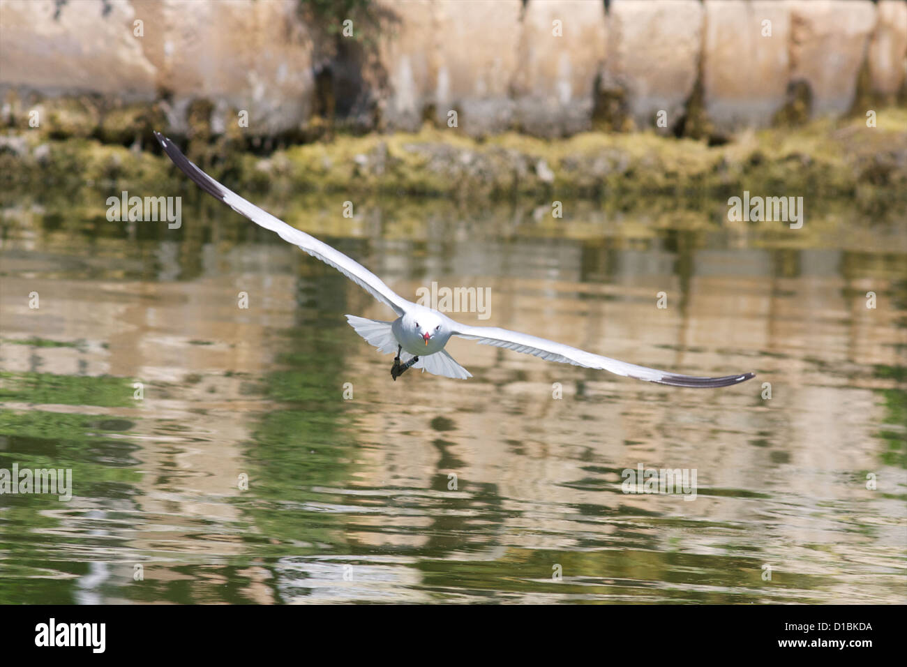 Darvic ring hi-res stock photography and images - Alamy