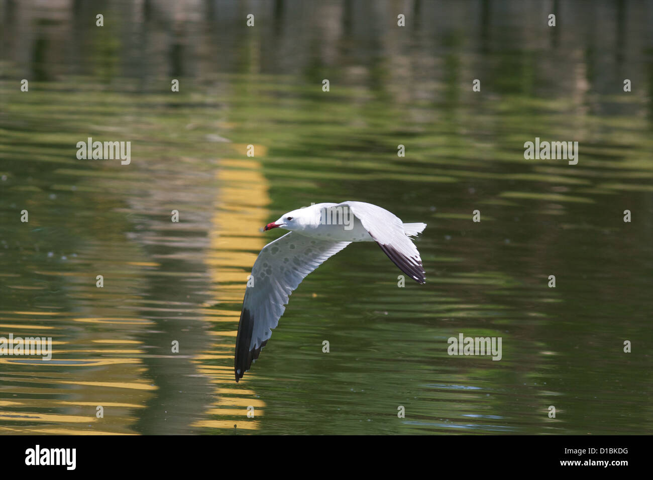 Audouin's Gull (Ichthyaetus audouinii) with white darvic ring Stock ...