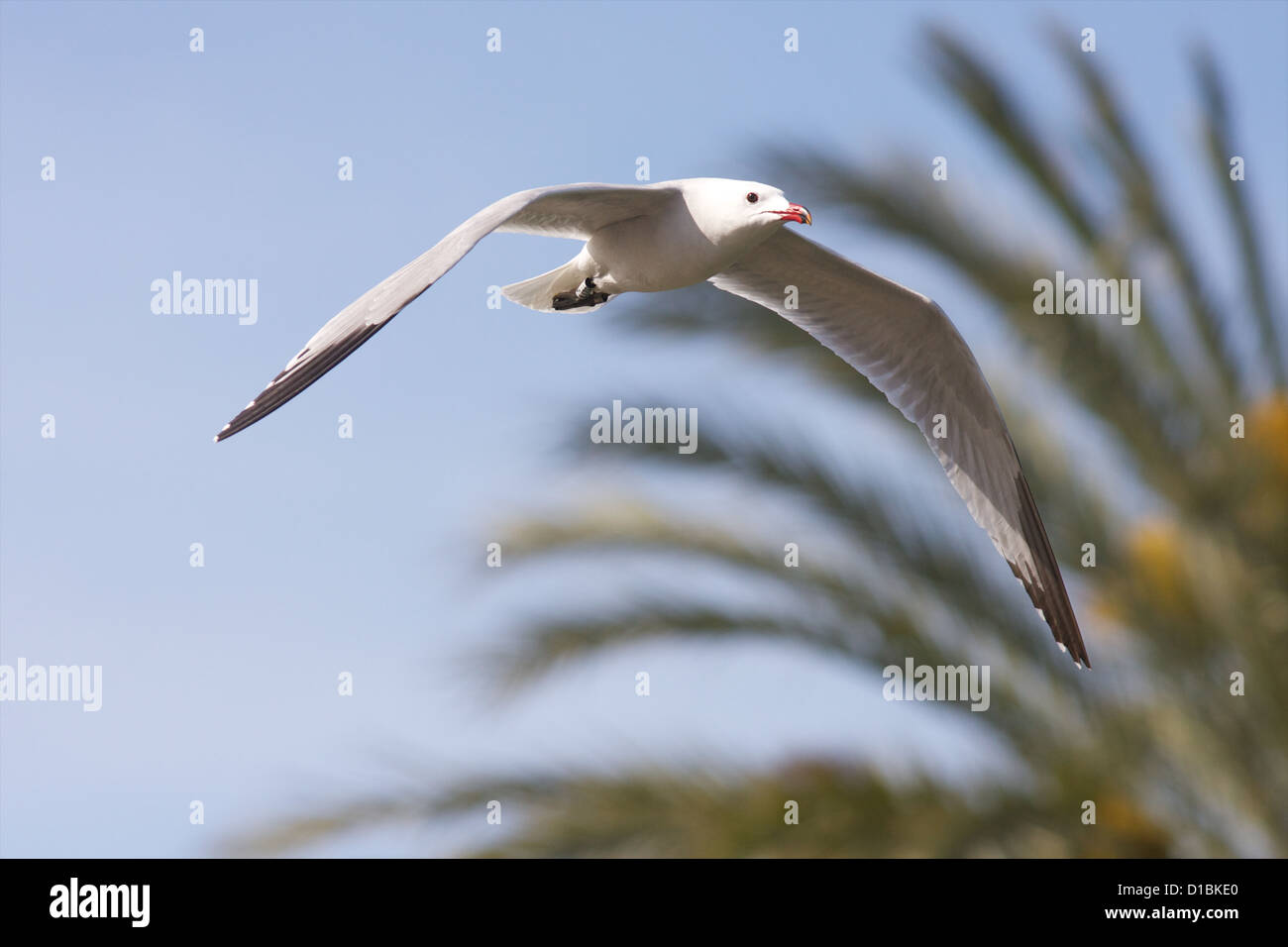Darvic ring hi-res stock photography and images - Alamy