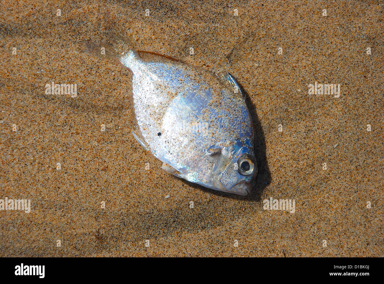 Dead White And Blue Fish