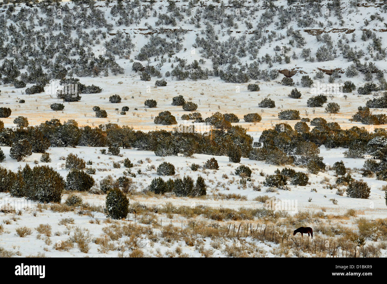 A dusting of snow in the Cibola National Forest, with grazing horse ...